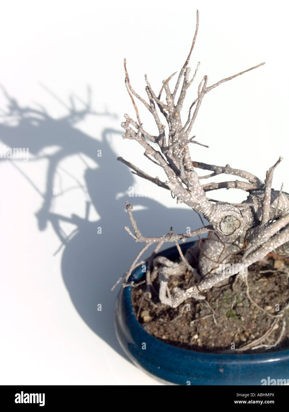 snag dry bonsai on a white background Stock Photo - Alamy