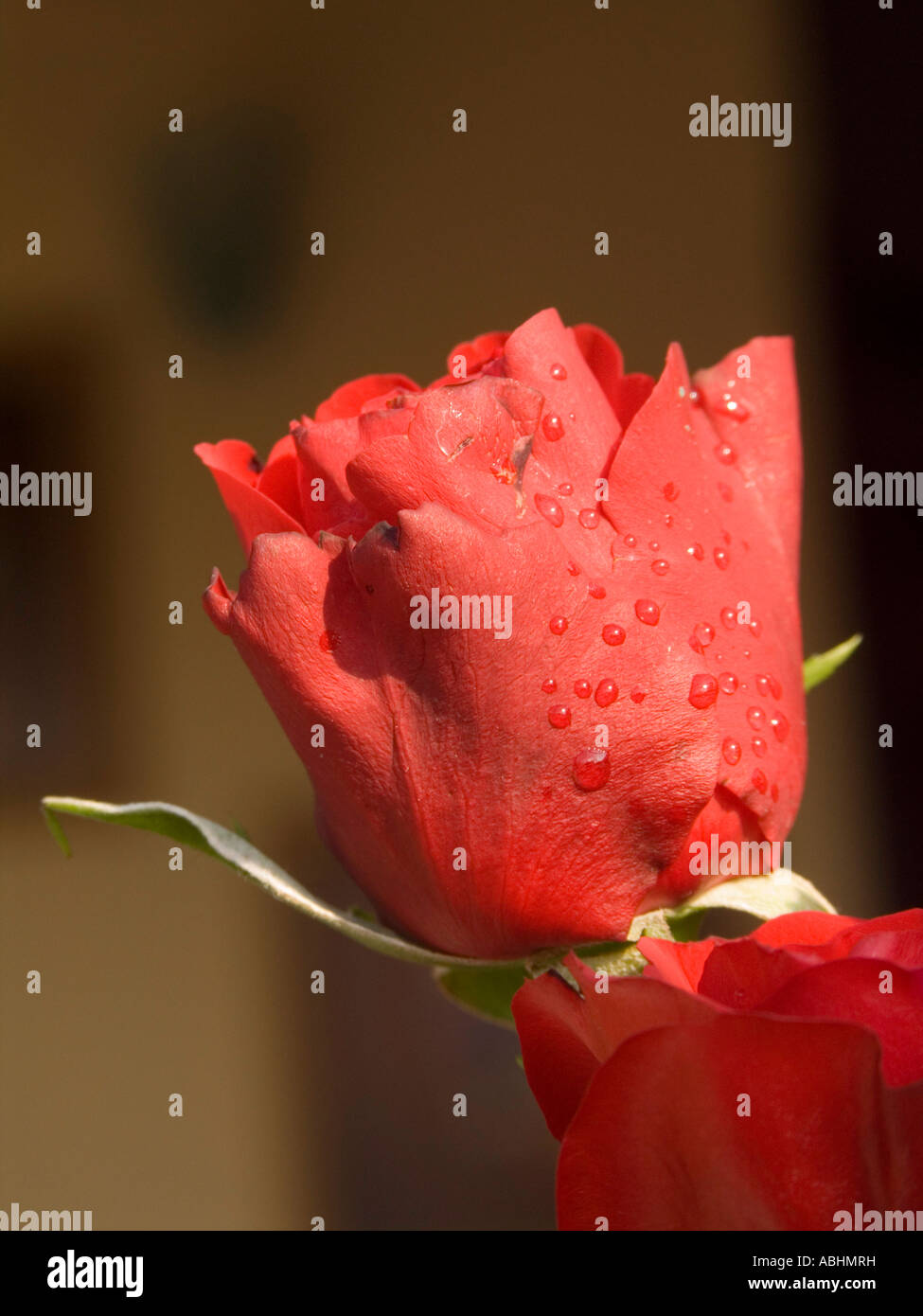 red small roses Stock Photo - Alamy