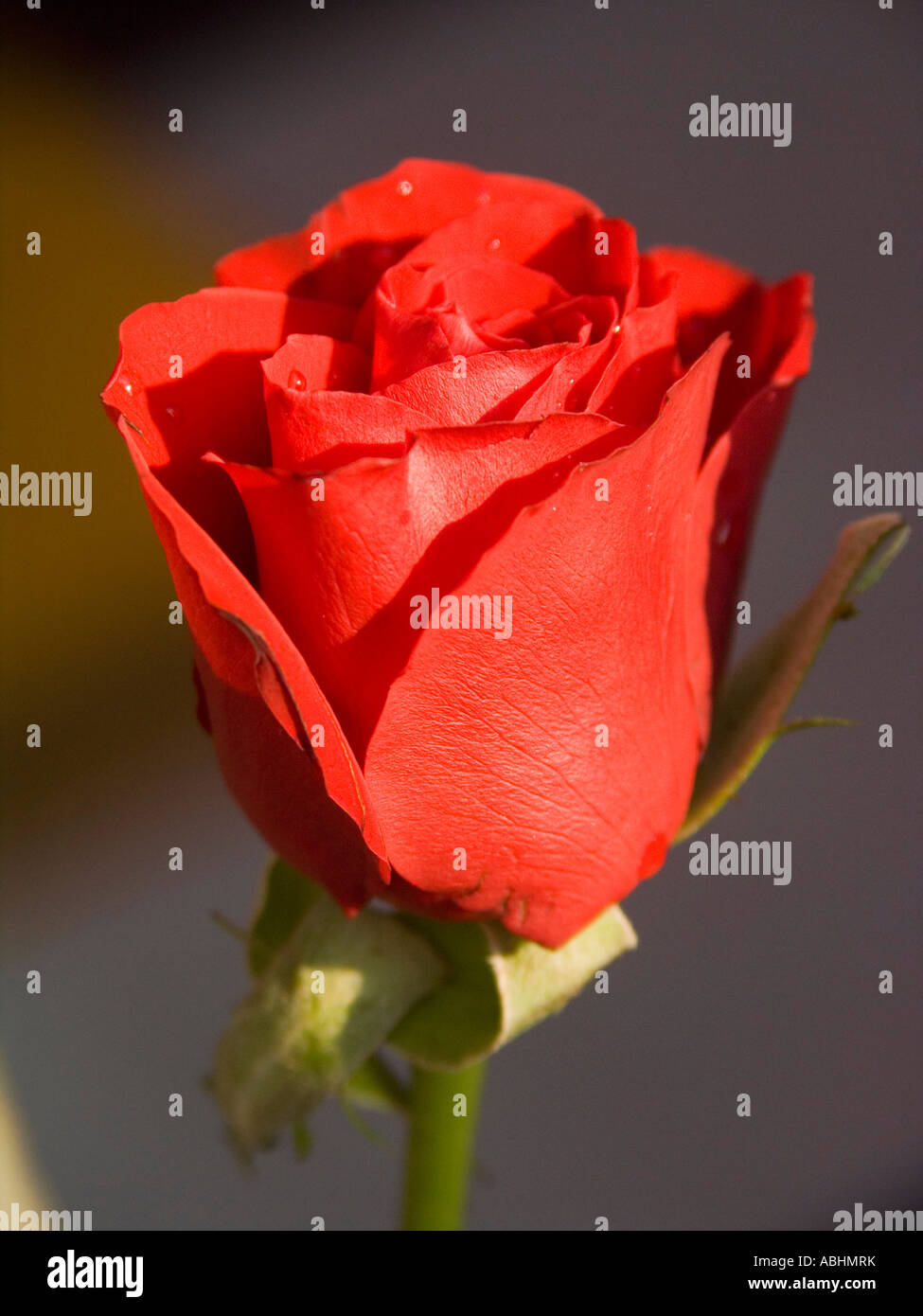 red small roses Stock Photo - Alamy