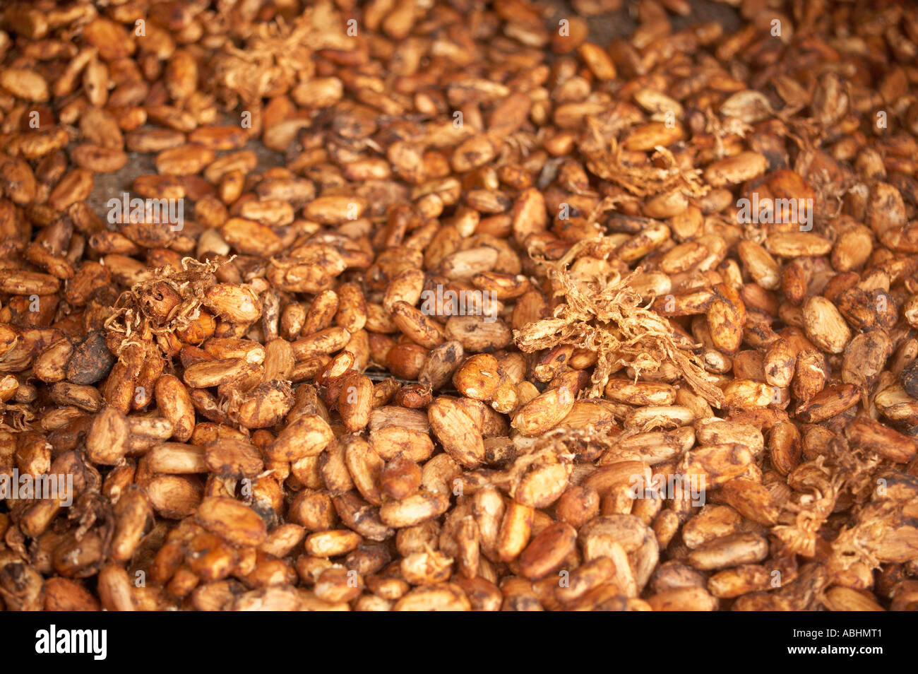 Cacoa fruit hi-res stock photography and images - Alamy
