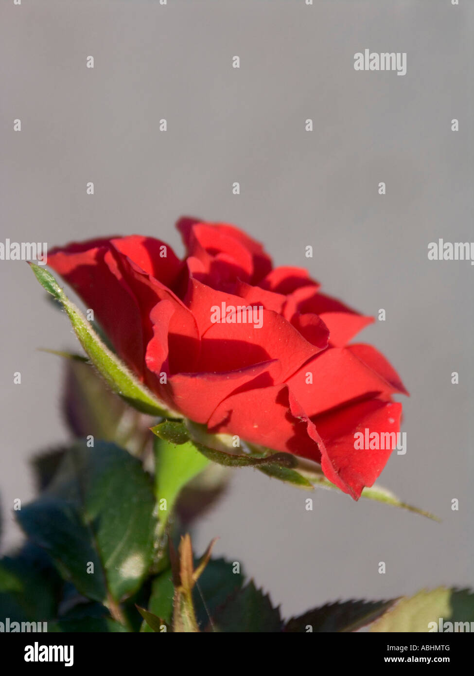 Types of roses hi-res stock photography and images - Alamy