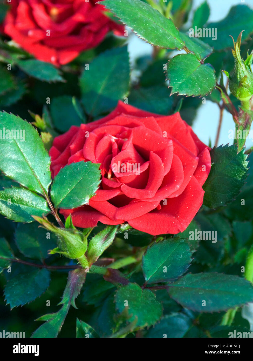 Rose small hi-res stock photography and images - Alamy