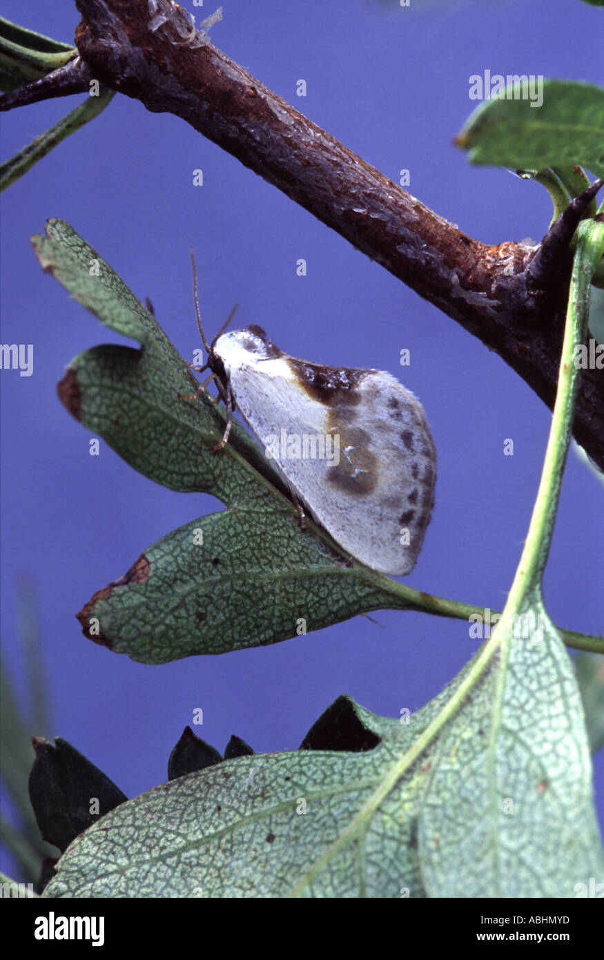 Chinese character moth hi-res stock photography and images - Alamy