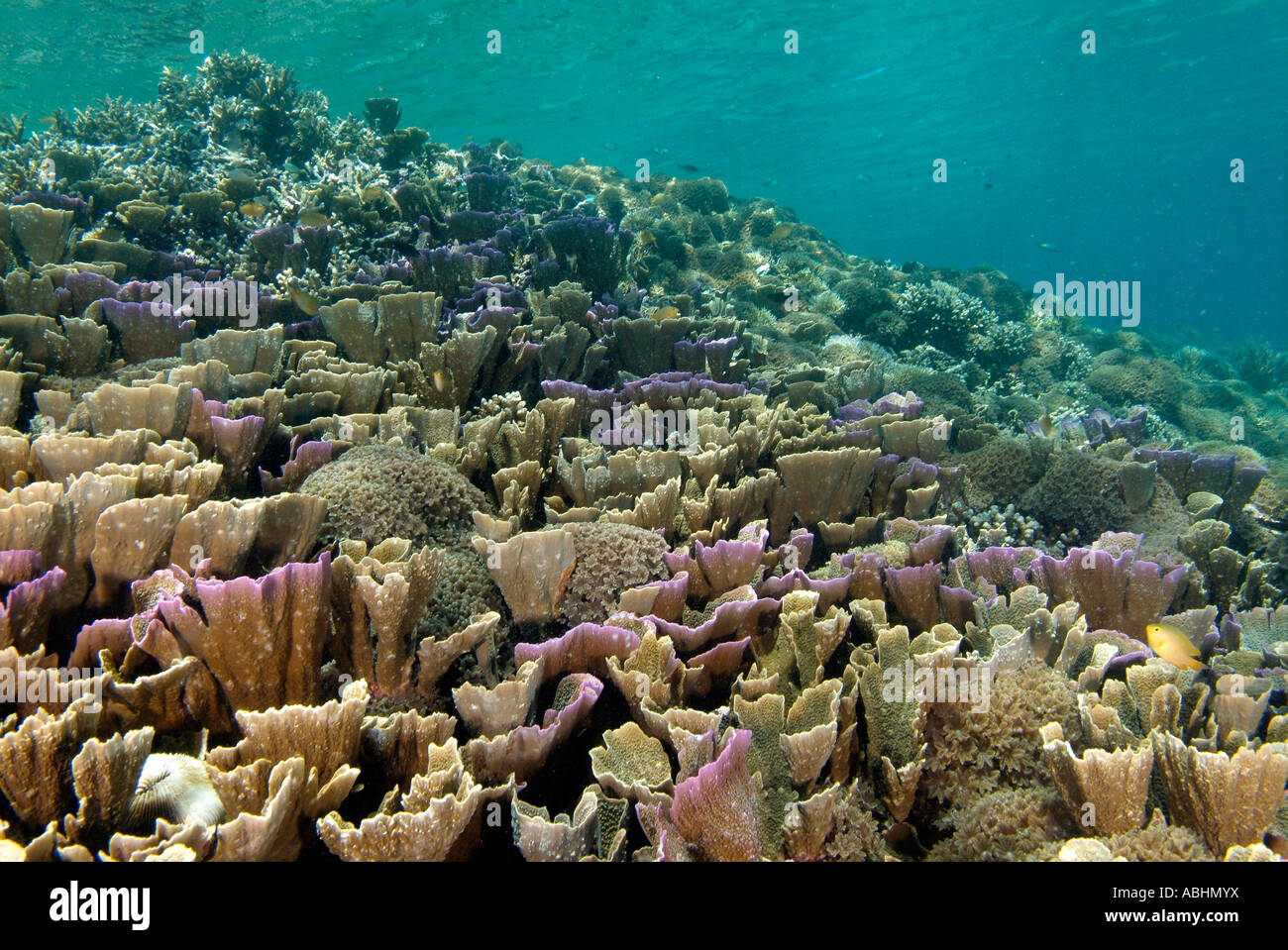 Hard coral, Echinopora sp., Raja Ampat Stock Photo - Alamy