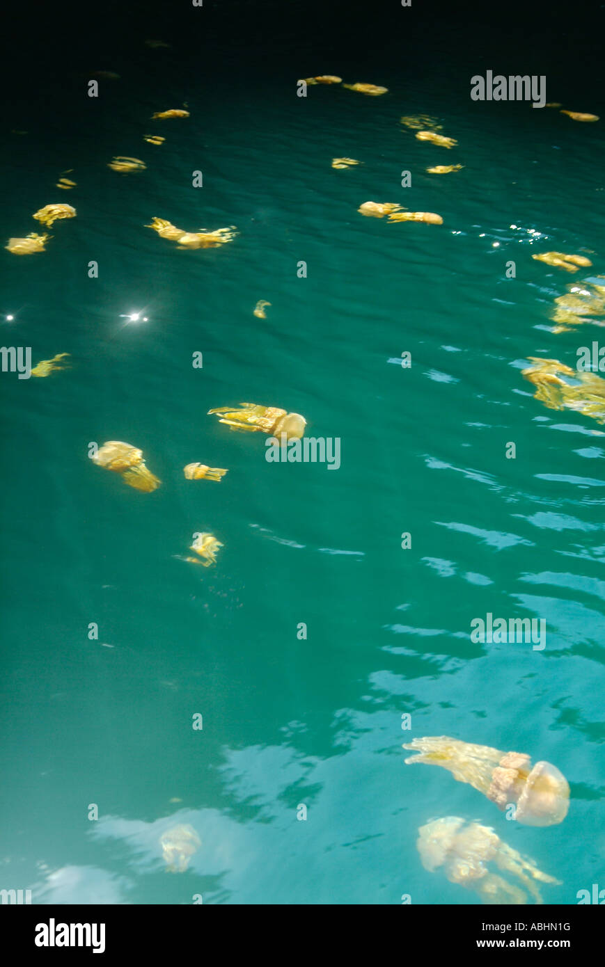 Papuan jellyfishes in a lagoon in Raja Ampat Stock Photo - Alamy
