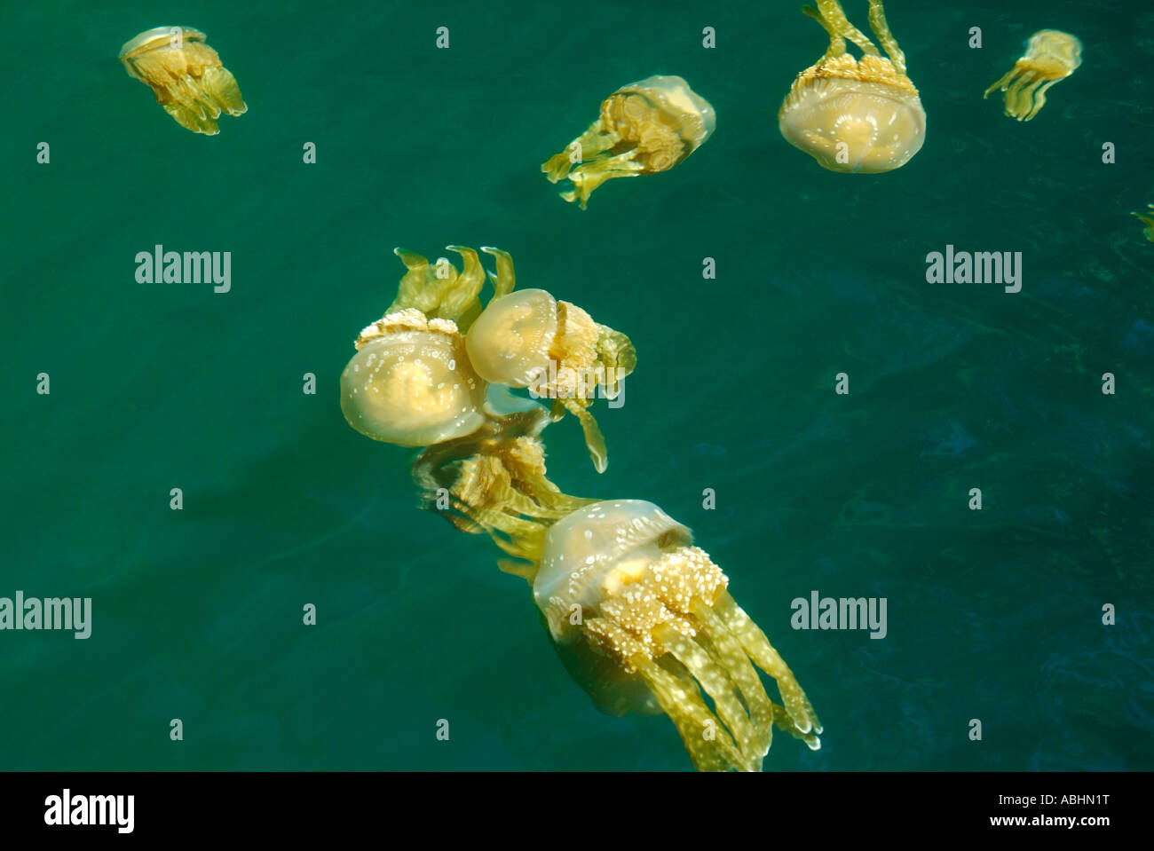 Papuan jellyfish hi-res stock photography and images - Alamy
