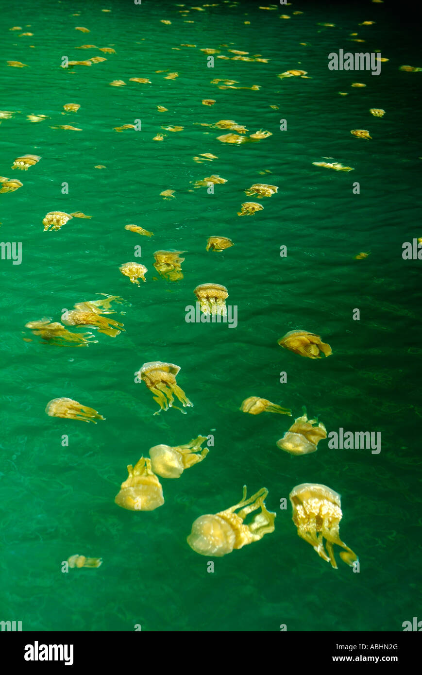 Papuan jellyfishes in a lagoon in Raja Ampat Stock Photo - Alamy