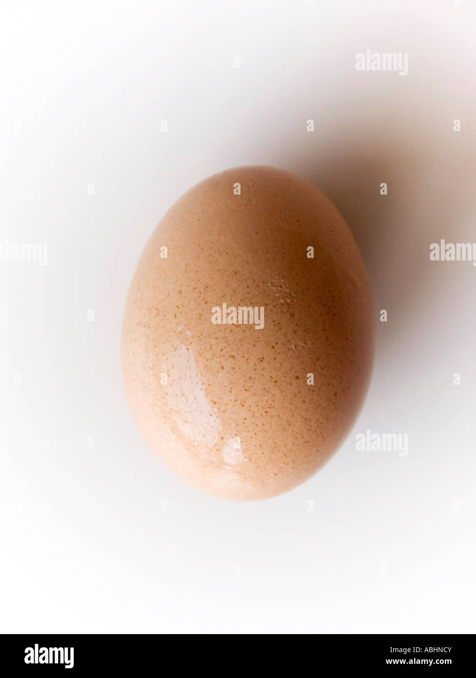 single egg close up on a white background Stock Photo - Alamy