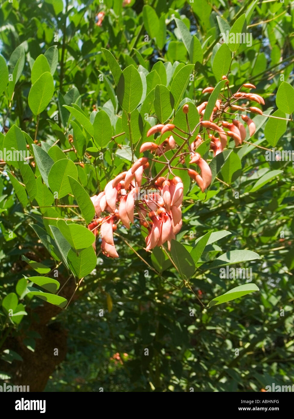 Erythrina crista galli hi-res stock photography and images - Alamy