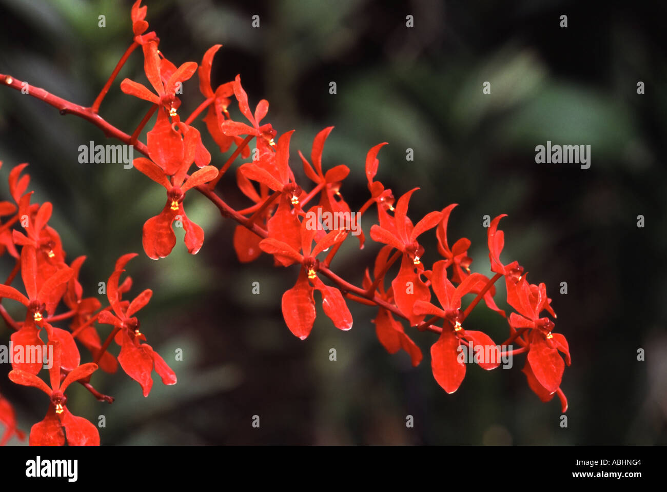 Renanthera orchid hi-res stock photography and images - Alamy