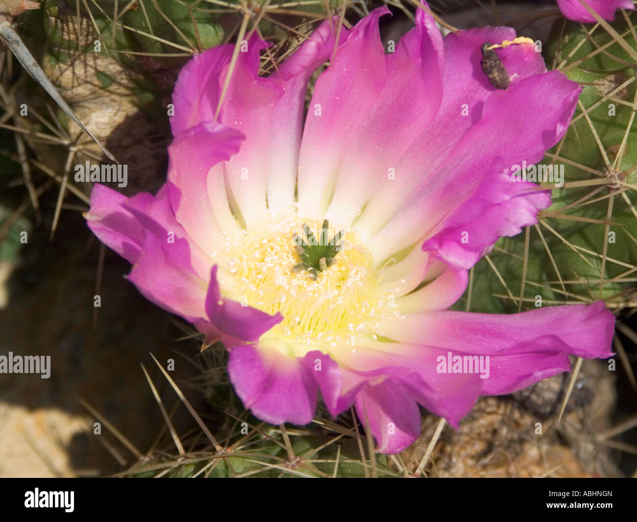 Echinocereus genus ribbed usually hi-res stock photography and images ...