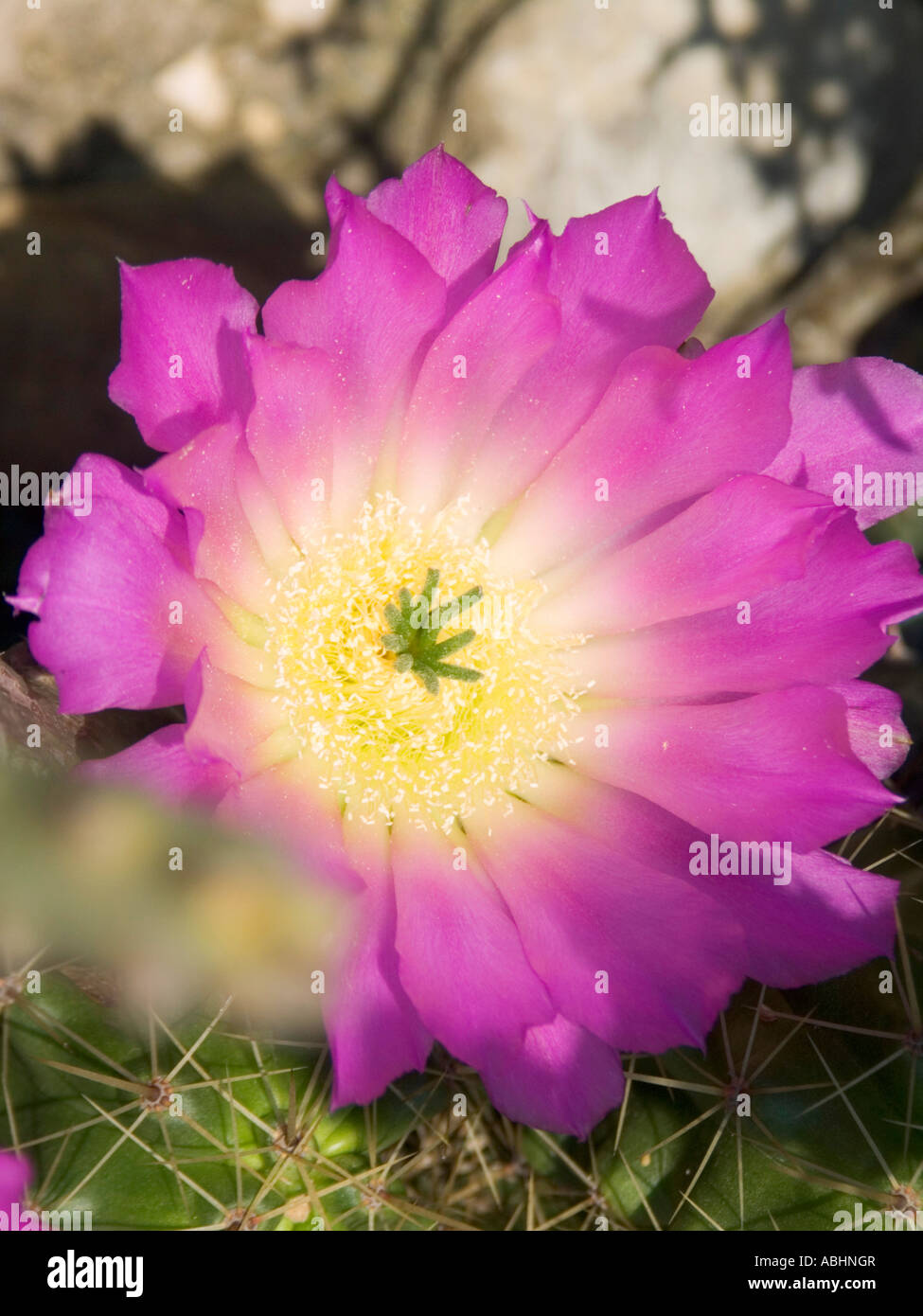 Echinocereus flower is a genus of ribbed , usually small to medium ...