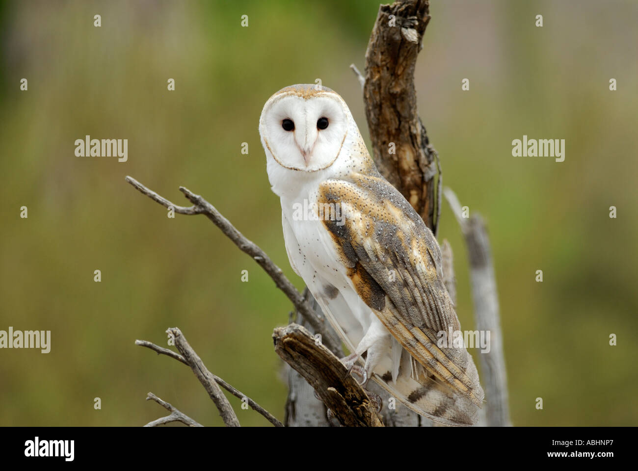 Barn Owl Eyes Close Up