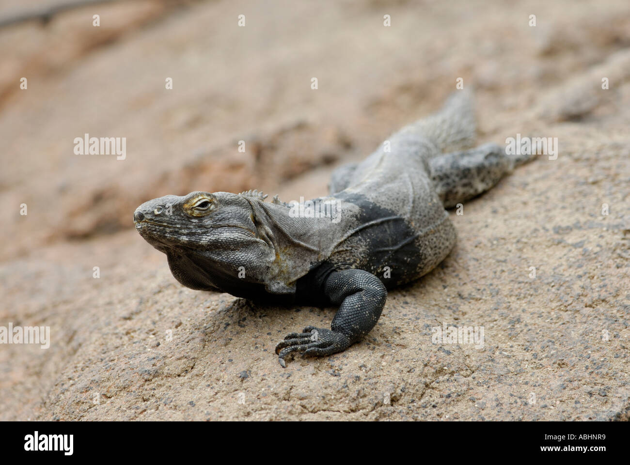 Spiny tailed iguana, Ctenosaura hemilopha, on a rock, Sonora Desert ...
