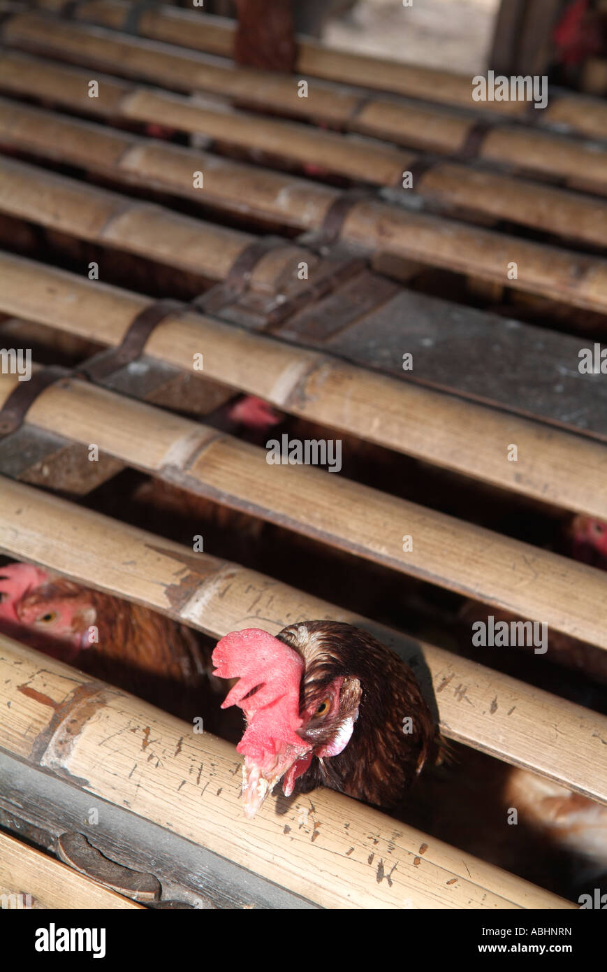 Alive chicken for sale in a market in Manado, North Sulawesi Stock ...