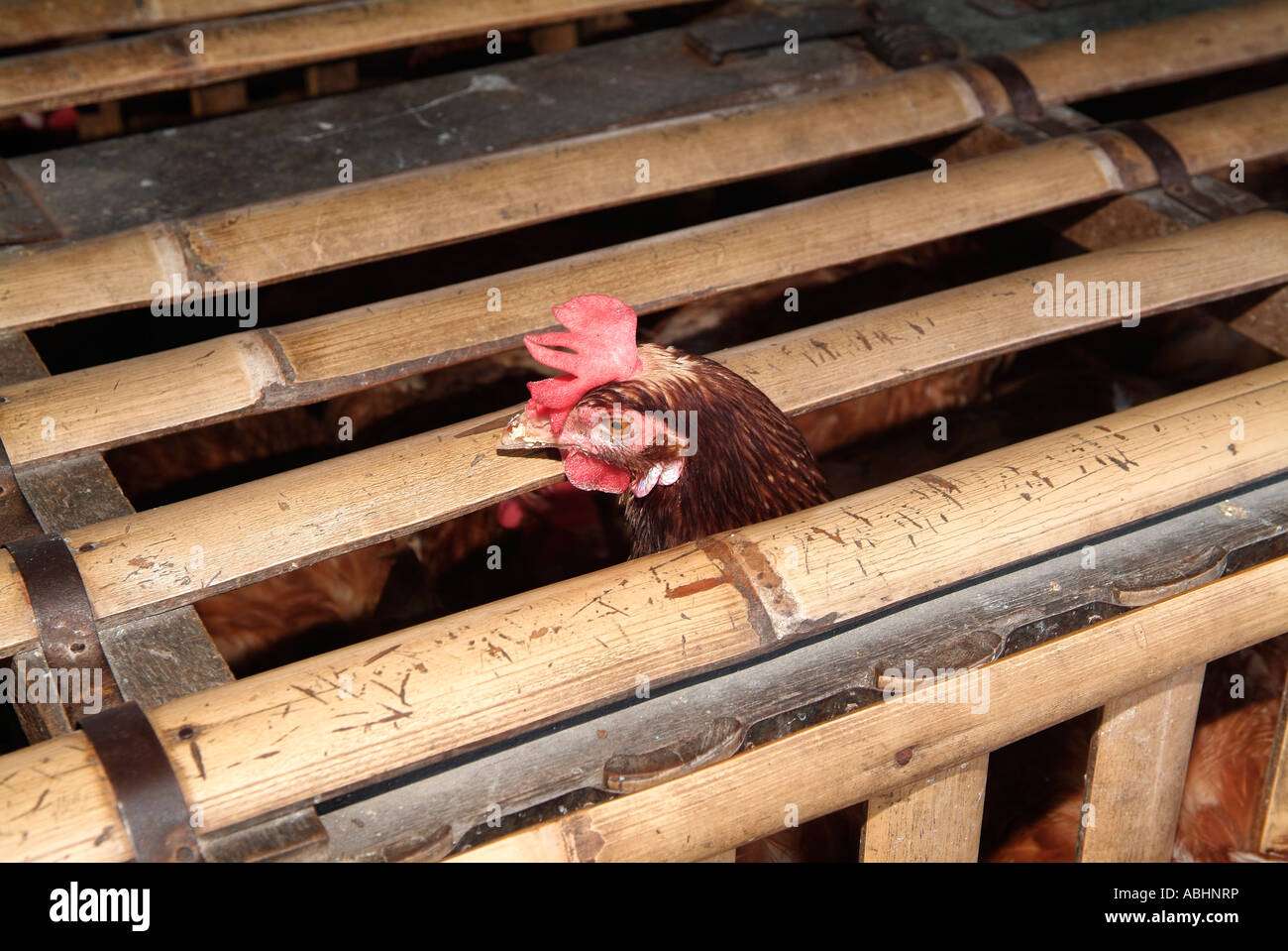 Alive chicken for sale in a market in Manado, North Sulawesi Stock ...