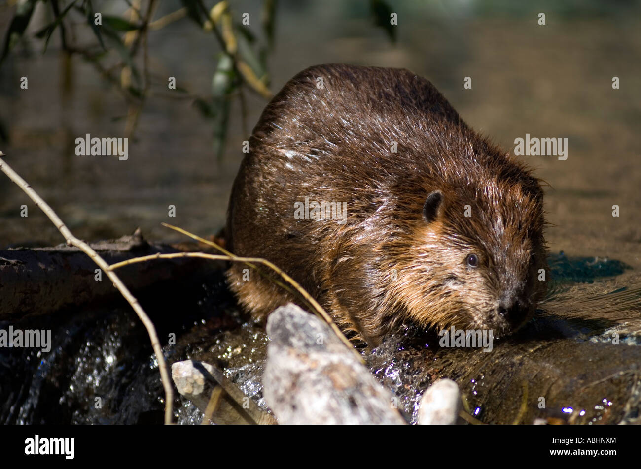 American Beaver Castor canadensis Stock Photo - Alamy