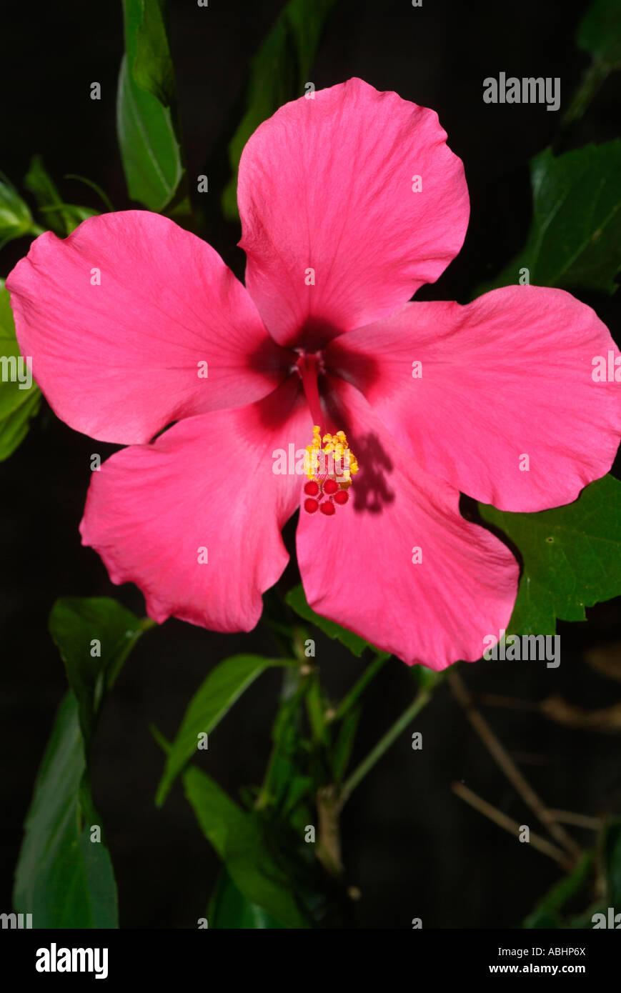 Emergent flower hi-res stock photography and images - Alamy