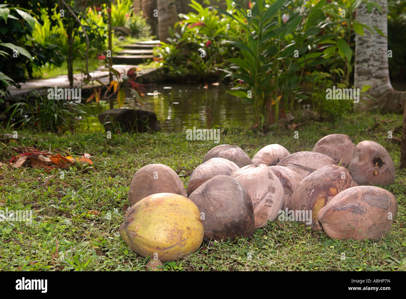Dangerous coconuts hi-res stock photography and images - Alamy