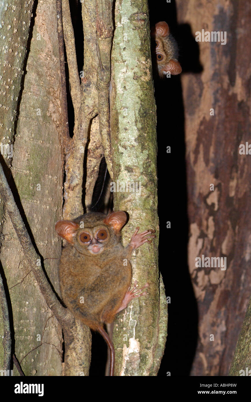 Spectral tarsier, Tarsius spectrum, jungle of North Sulawesi Stock ...