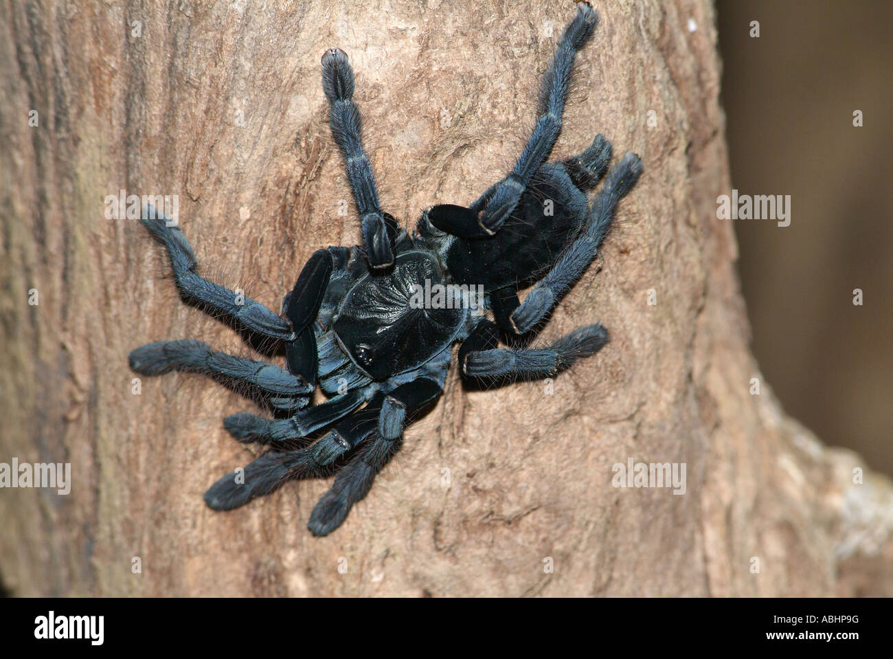 Tarantula spider, jungle of North Sulawesi Stock Photo - Alamy