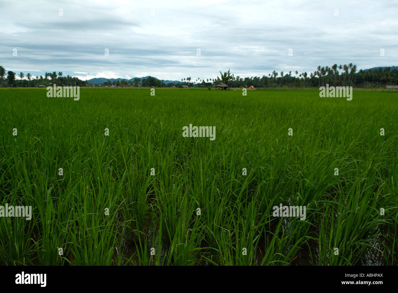Rice field near Manado, North Sulawesi Stock Photo - Alamy