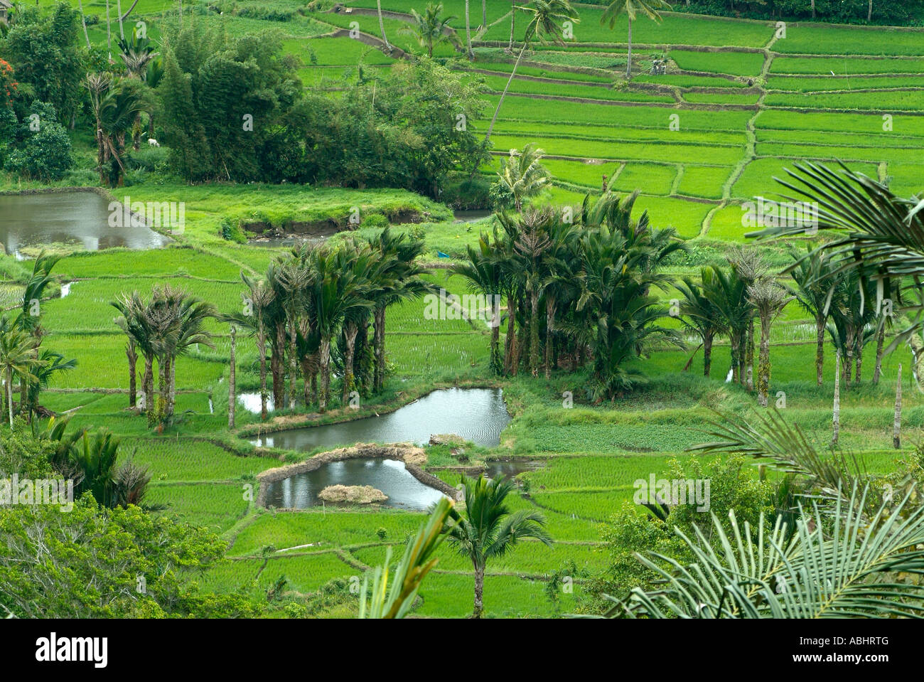 Minahassa hi-res stock photography and images - Alamy