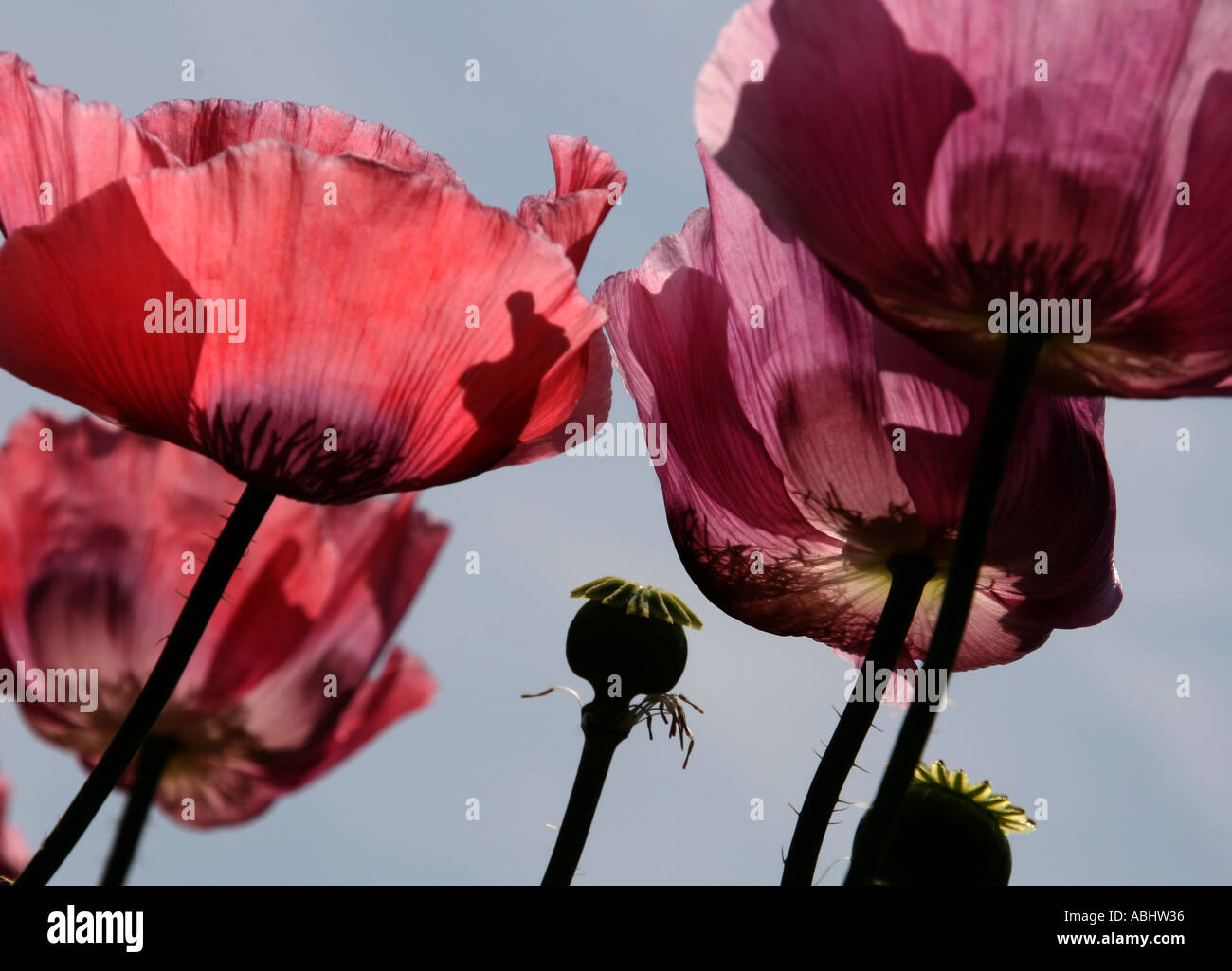 Poppies in shades of pink growing on stems hi-res stock photography and ...