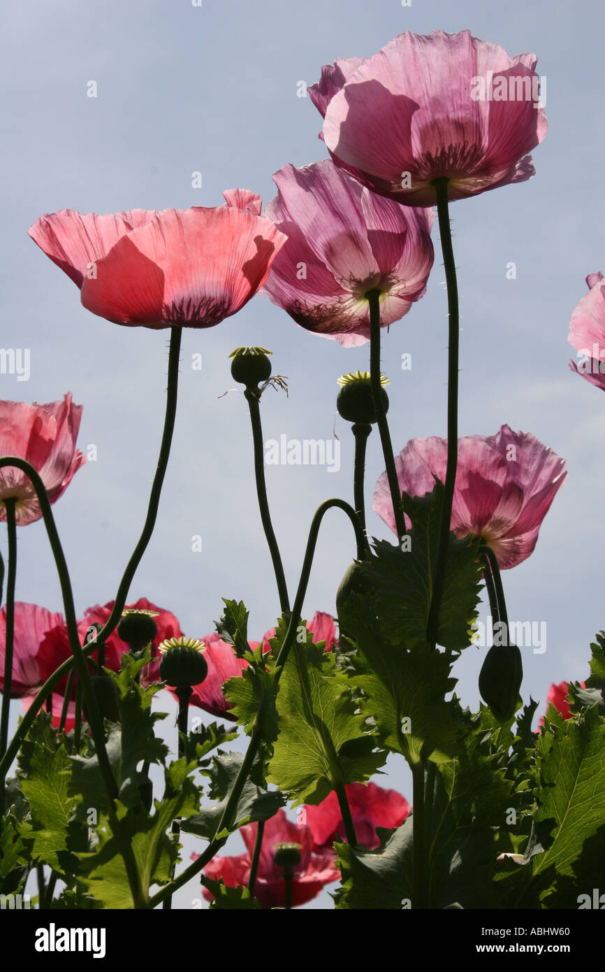 Poppies in shades of pink growing on stems, the image taken from below ...