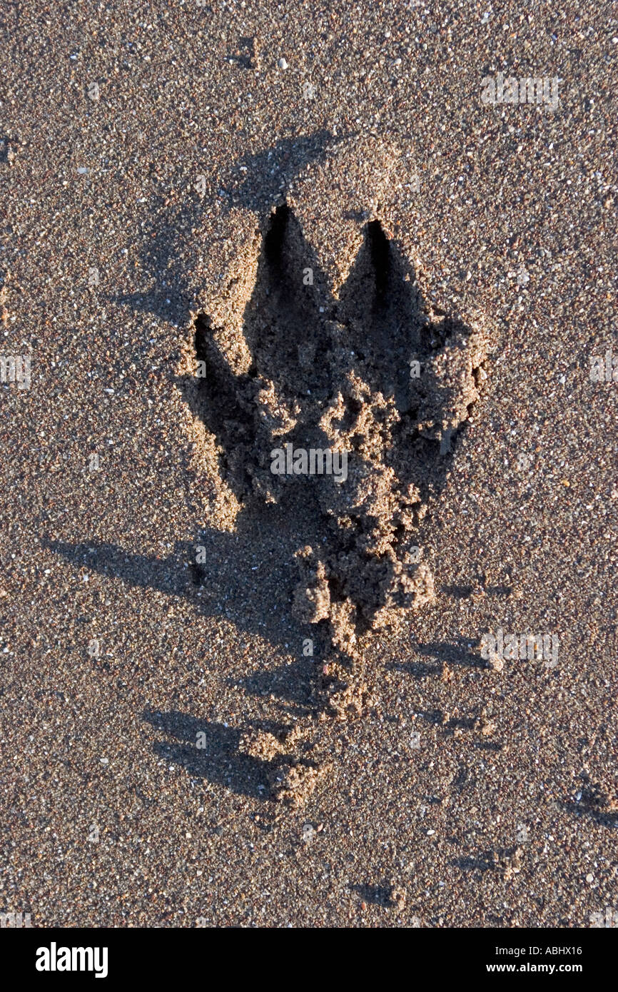 Dogs Footprint in Sand Stock Photo - Alamy