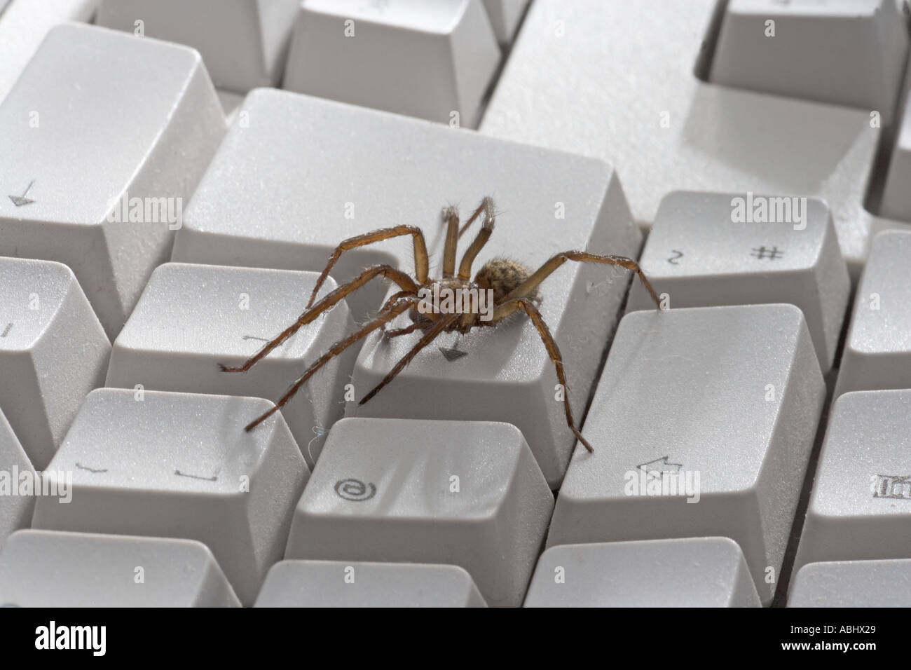 Common house spider Parasteatoda tepidariorum Stock Photo - Alamy
