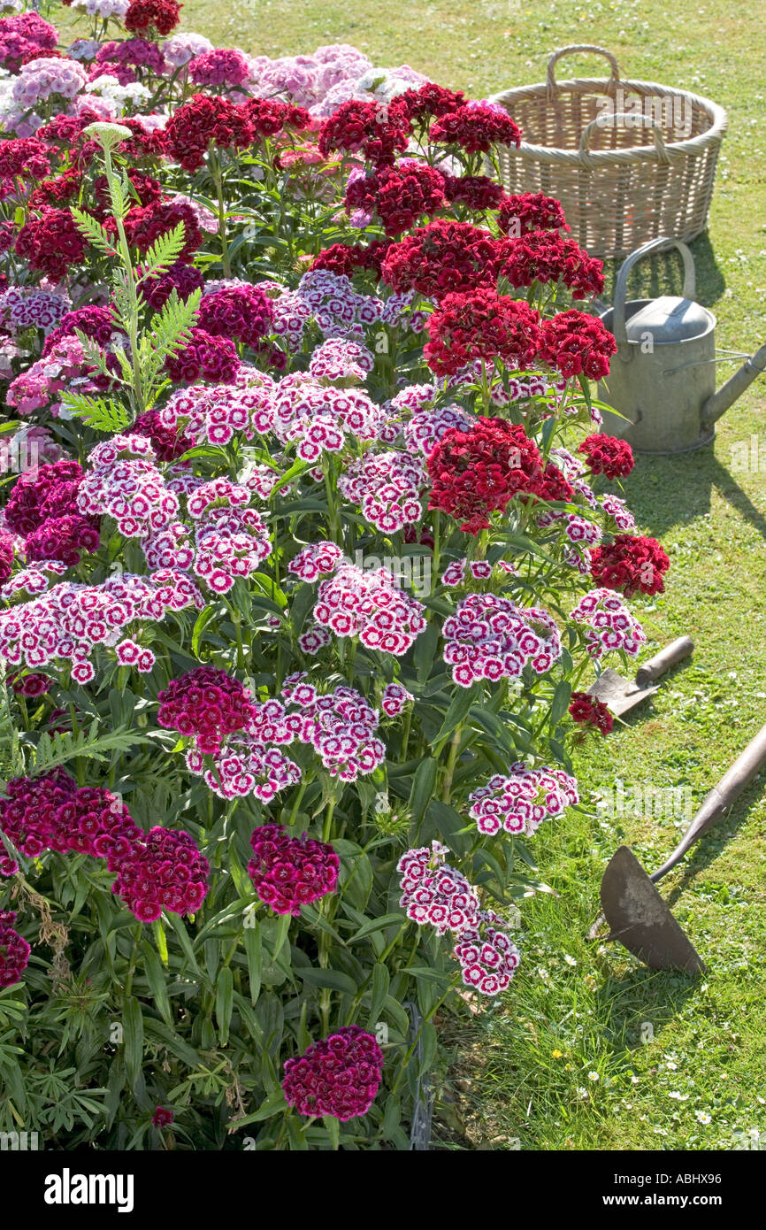 William flowers hi-res stock photography and images - Alamy