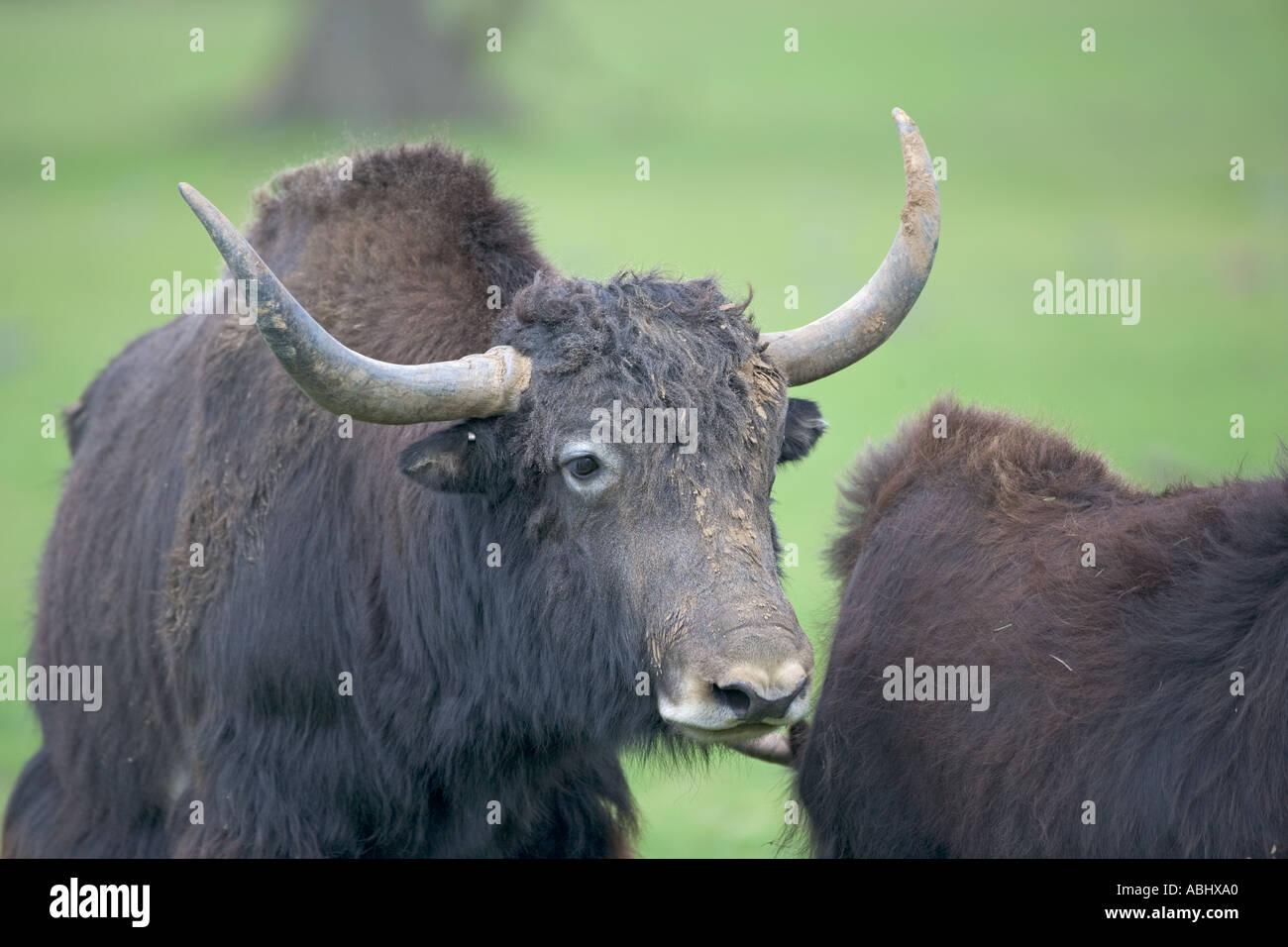 Yak Bos mutus Bull Stock Photo - Alamy