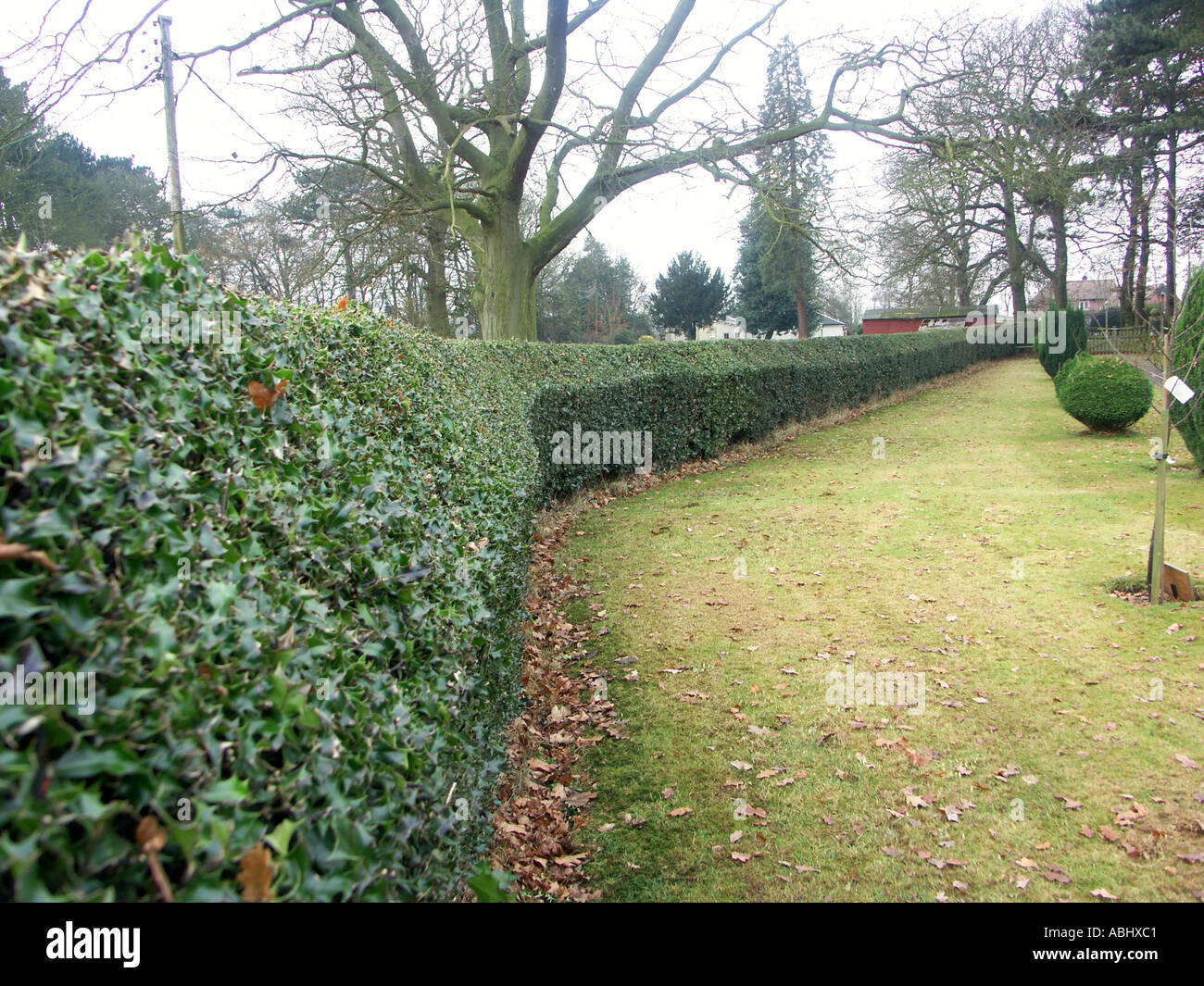 Neatly trimmed hedge hi-res stock photography and images - Alamy