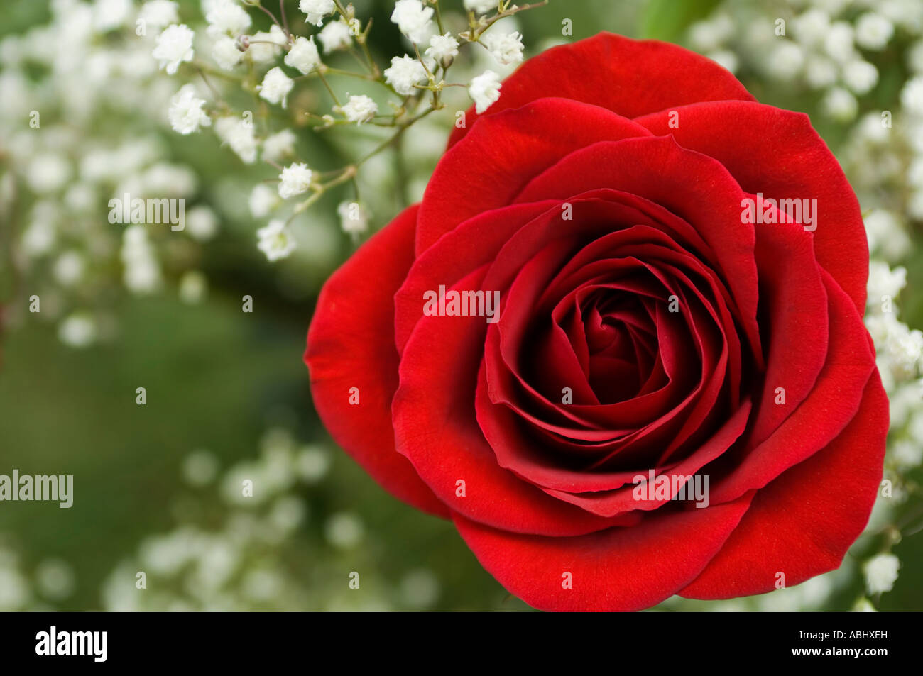 Closeup of a red rose with baby s breath Stock Photo - Alamy