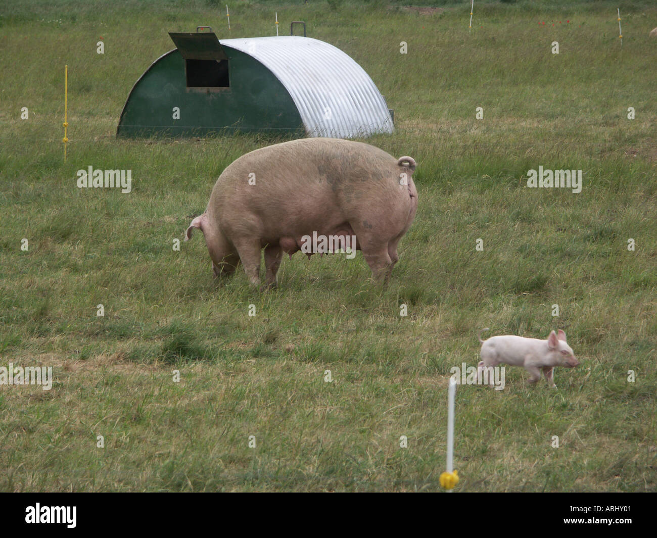 Sow and piglet in front of shelter Stock Photo - Alamy