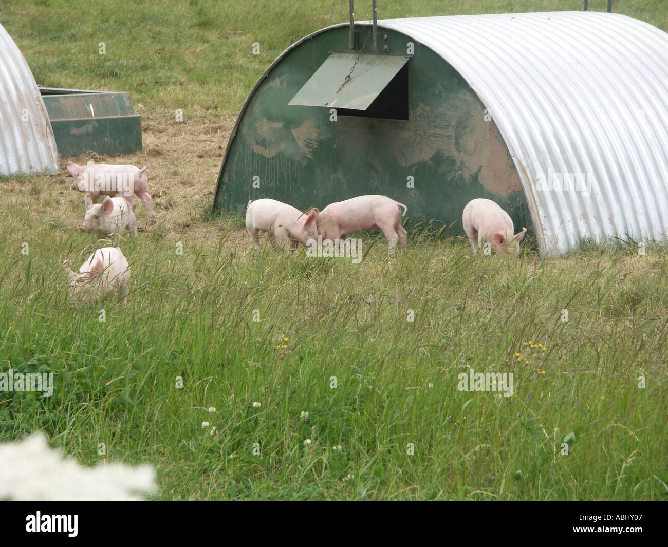 Pig shelter field hi-res stock photography and images - Alamy