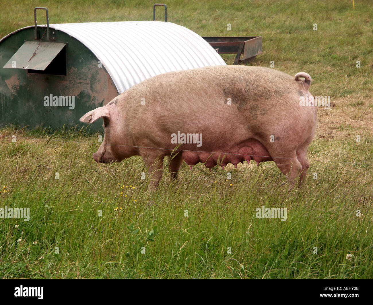Teats Of Sow Stock Photos & Teats Of Sow Stock Images - Alamy