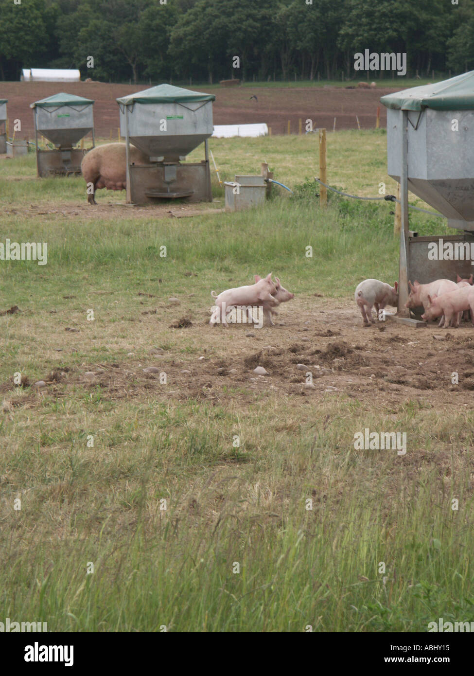 Sow dispenser hi-res stock photography and images - Alamy