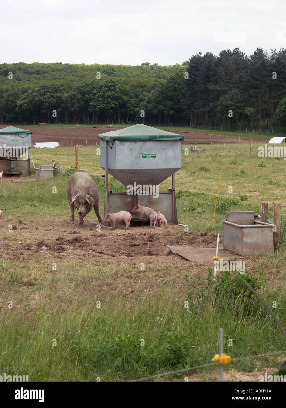Free Range Pig Farming. Pig and piglets by feed dispenser Stock Photo ...