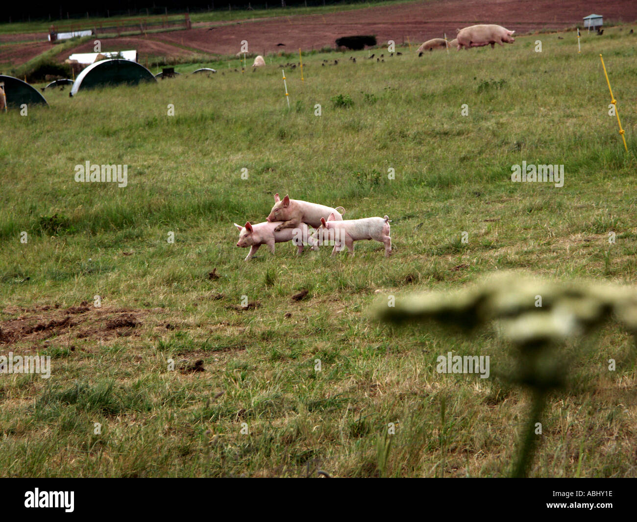 Little piggies hi-res stock photography and images - Alamy