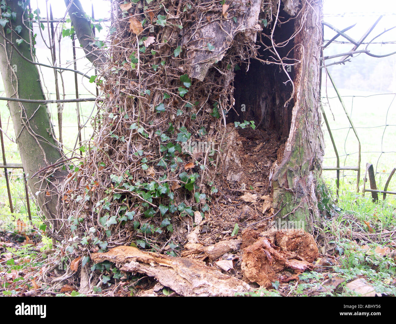 Rotten Tree Trunk Stock Photo - Alamy