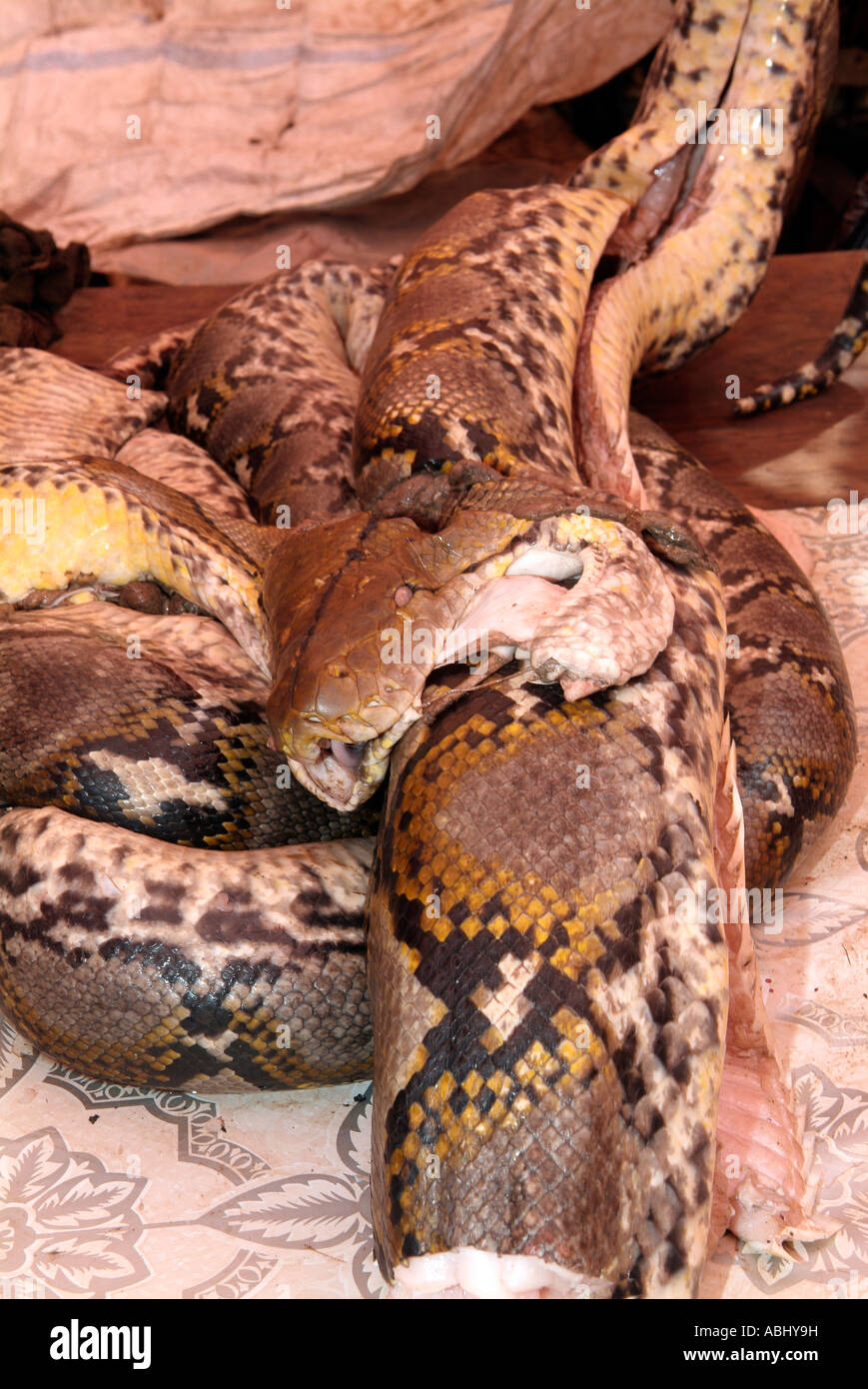 Fresh python on display at the local market of Tomahon Stock Photo - Alamy