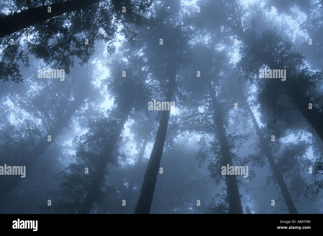 Oregon coast lush forests hi-res stock photography and images - Alamy
