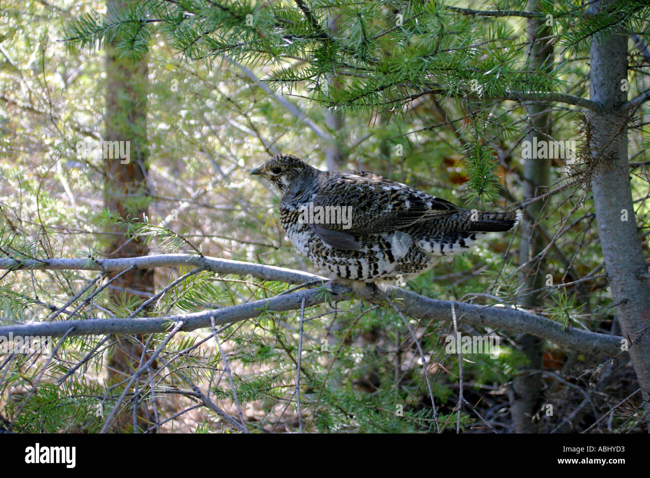 Franklins grouse hi-res stock photography and images - Alamy