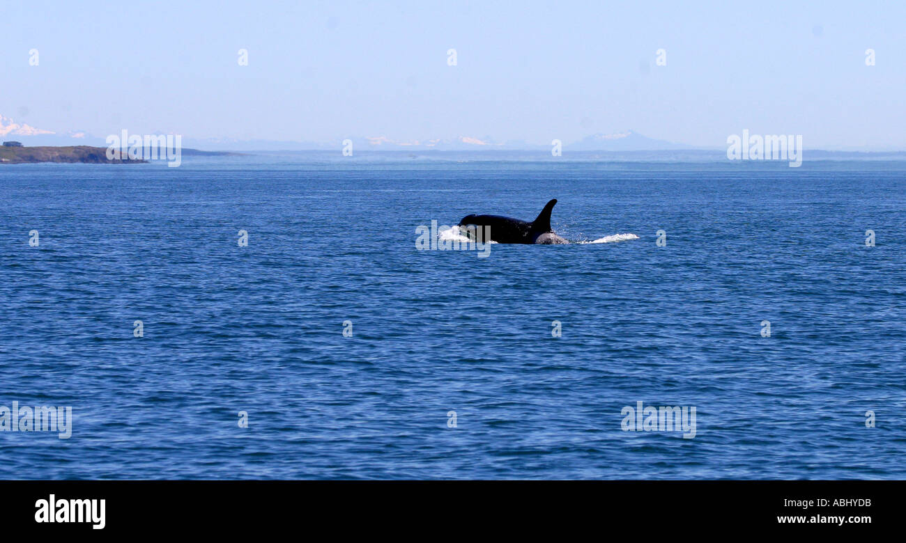 Killer Whale Orca Stock Photo - Alamy