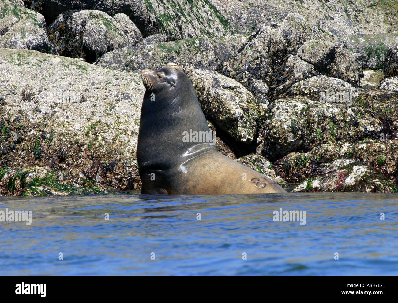 Sealion emerging from the sea Stock Photo - Alamy