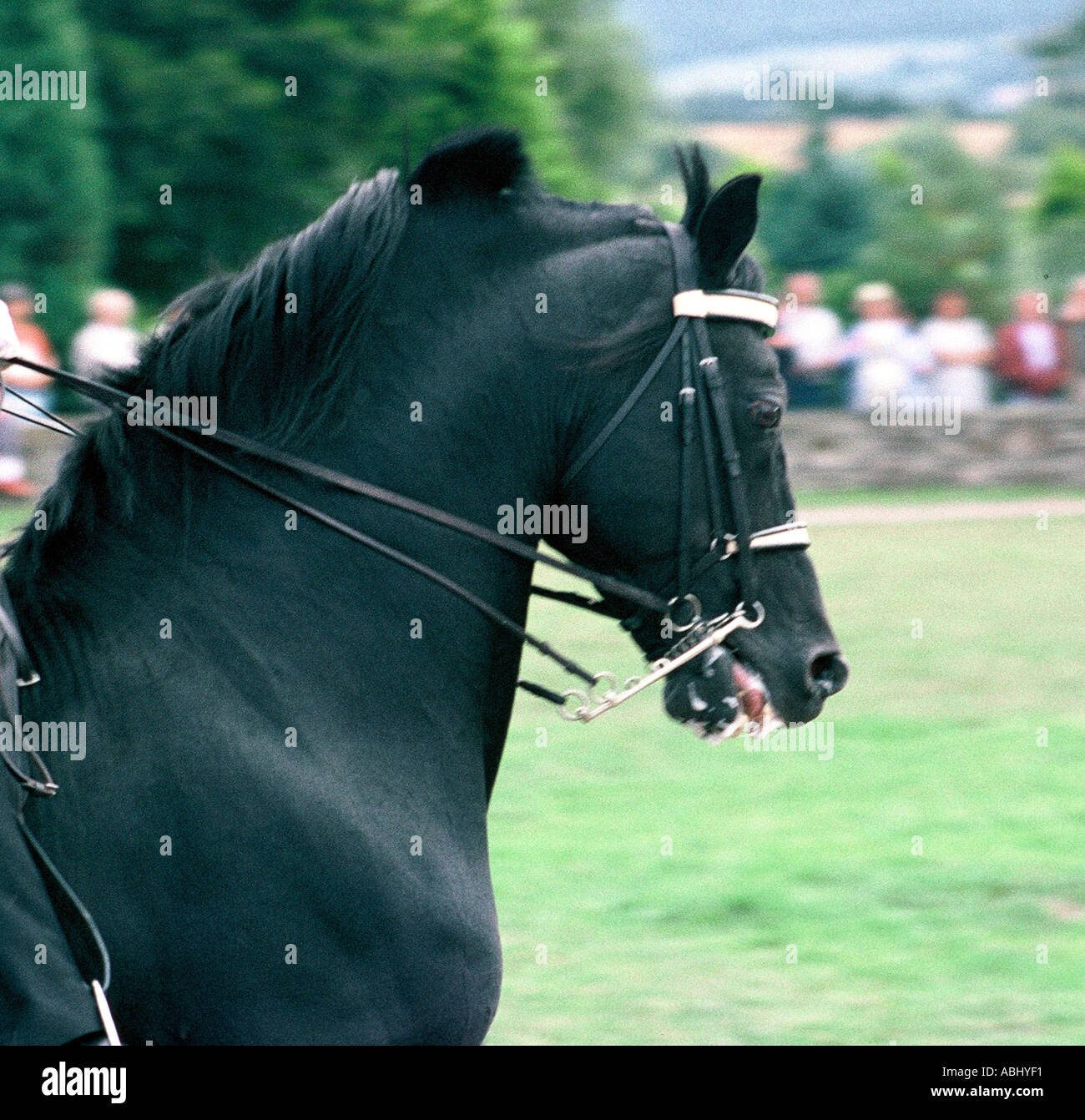 Head of a Morgan Horse stallion Stock Photo - Alamy