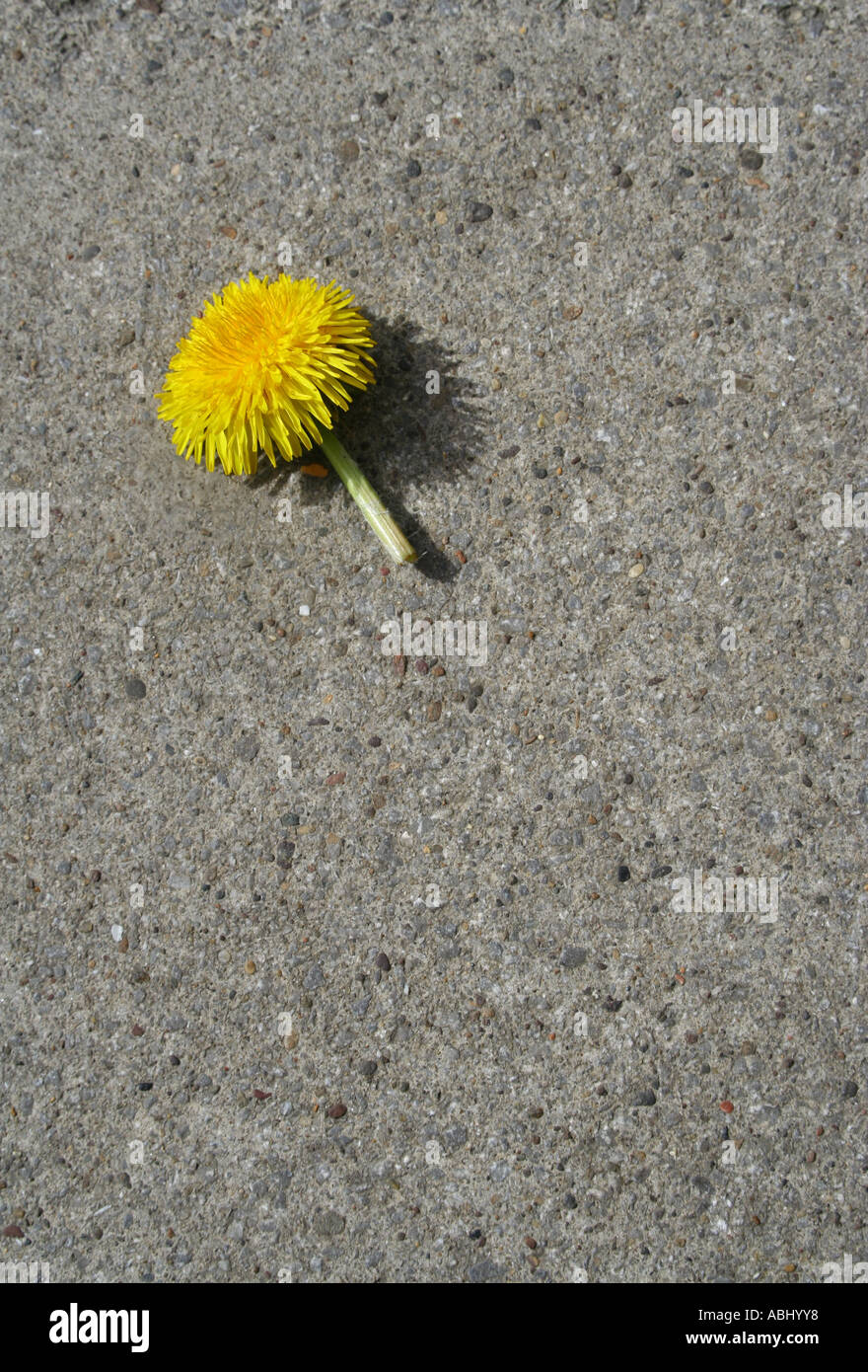 Common dandelion taraxacum officinale vulgare hi-res stock photography ...