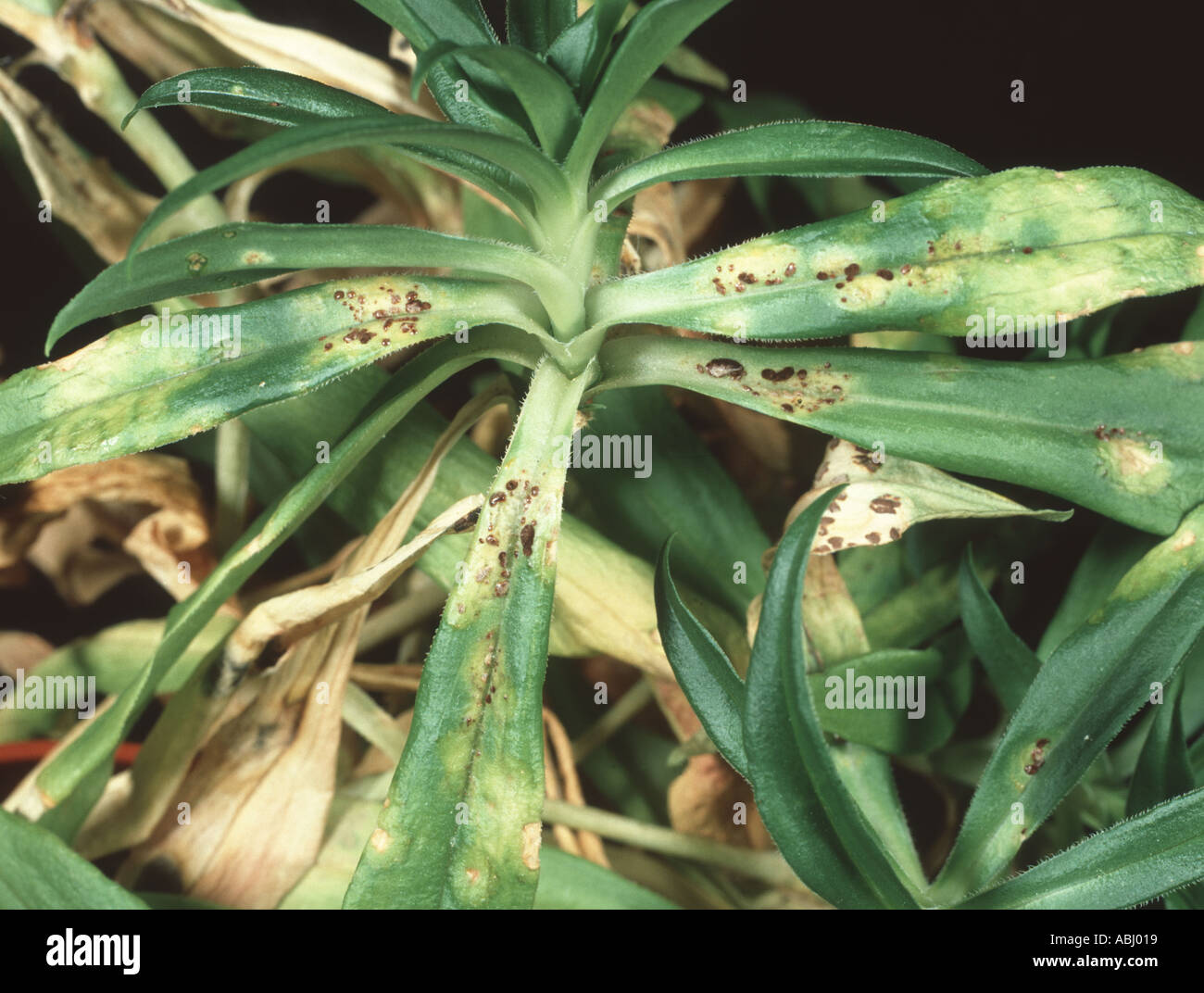 Rust pustules Puccinia arenariae on sweet william Dianthus barbatus ...